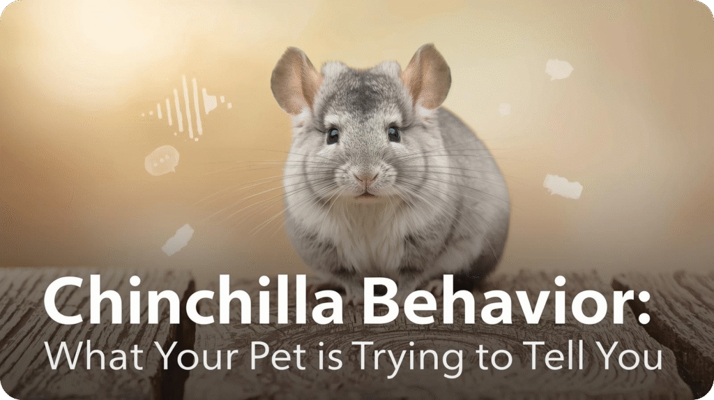 Chinchilla Behavior: What Your Pet is Trying to Tell You - Chinchilla Diary