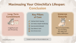 Chinchilla Lifespan: How Long Do They Really Live? - Chinchilla Diary